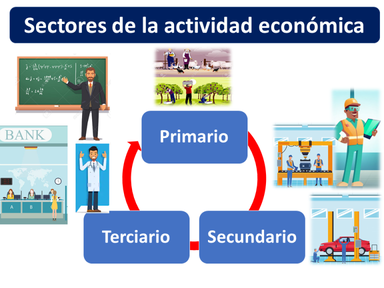 Sectores en los que se divide la economía, primario, secundario ...